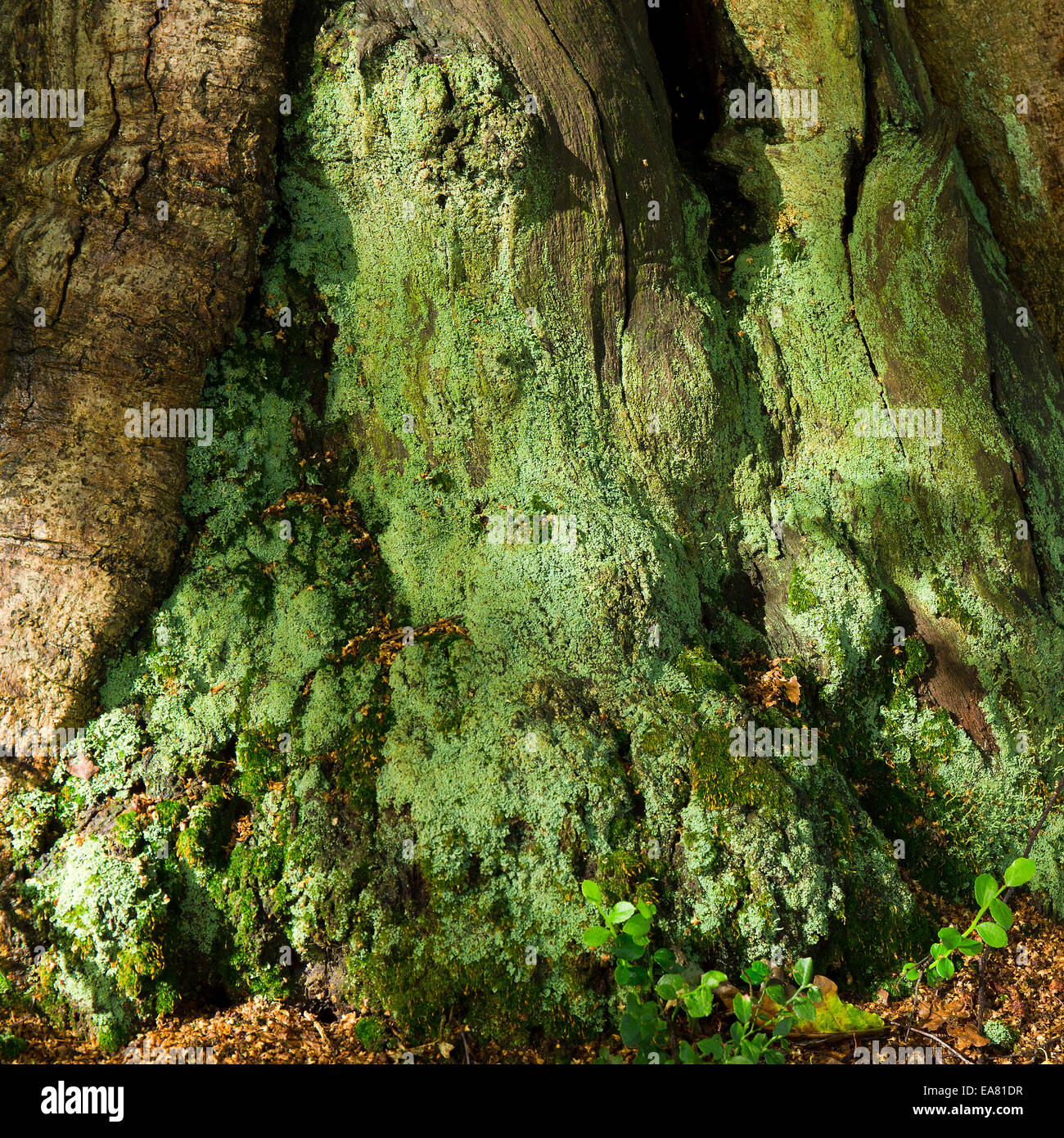 Base of Old oak tree in Ancient Oak woodland a former medieval royal ...