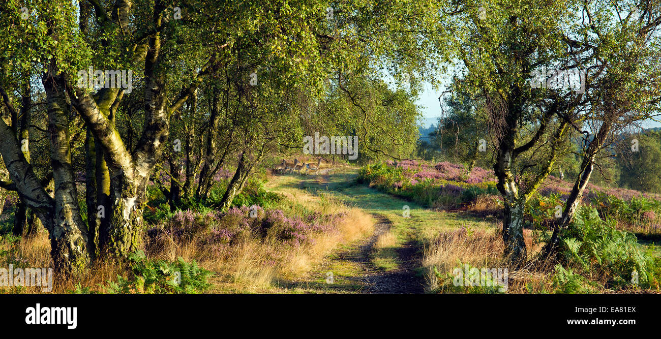 Cannock chase autumn deer hi-res stock photography and images - Alamy