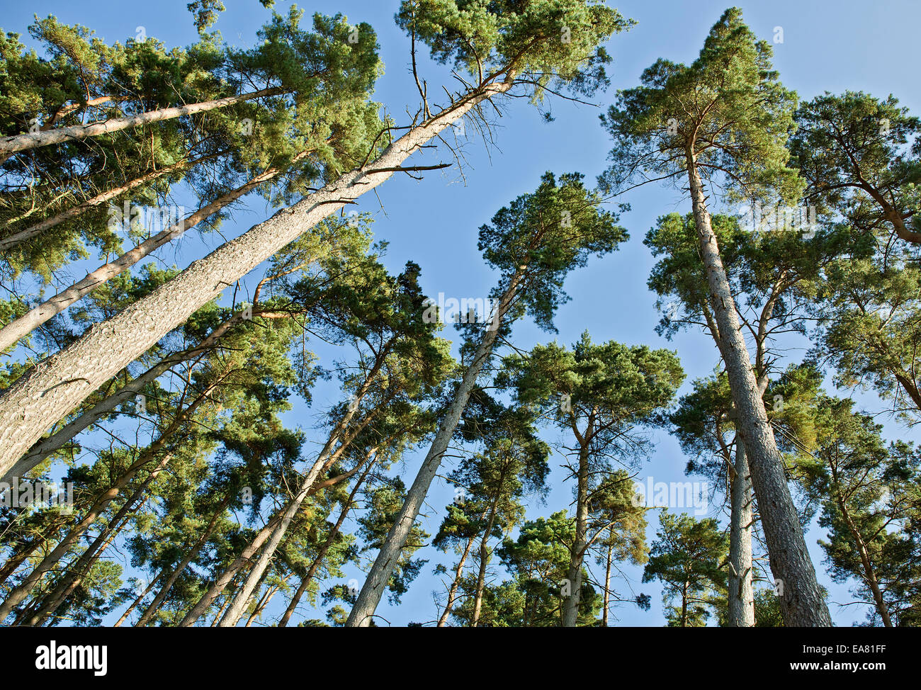Pine tree forest with tree top canopy against a blue sky in a Corsican ...