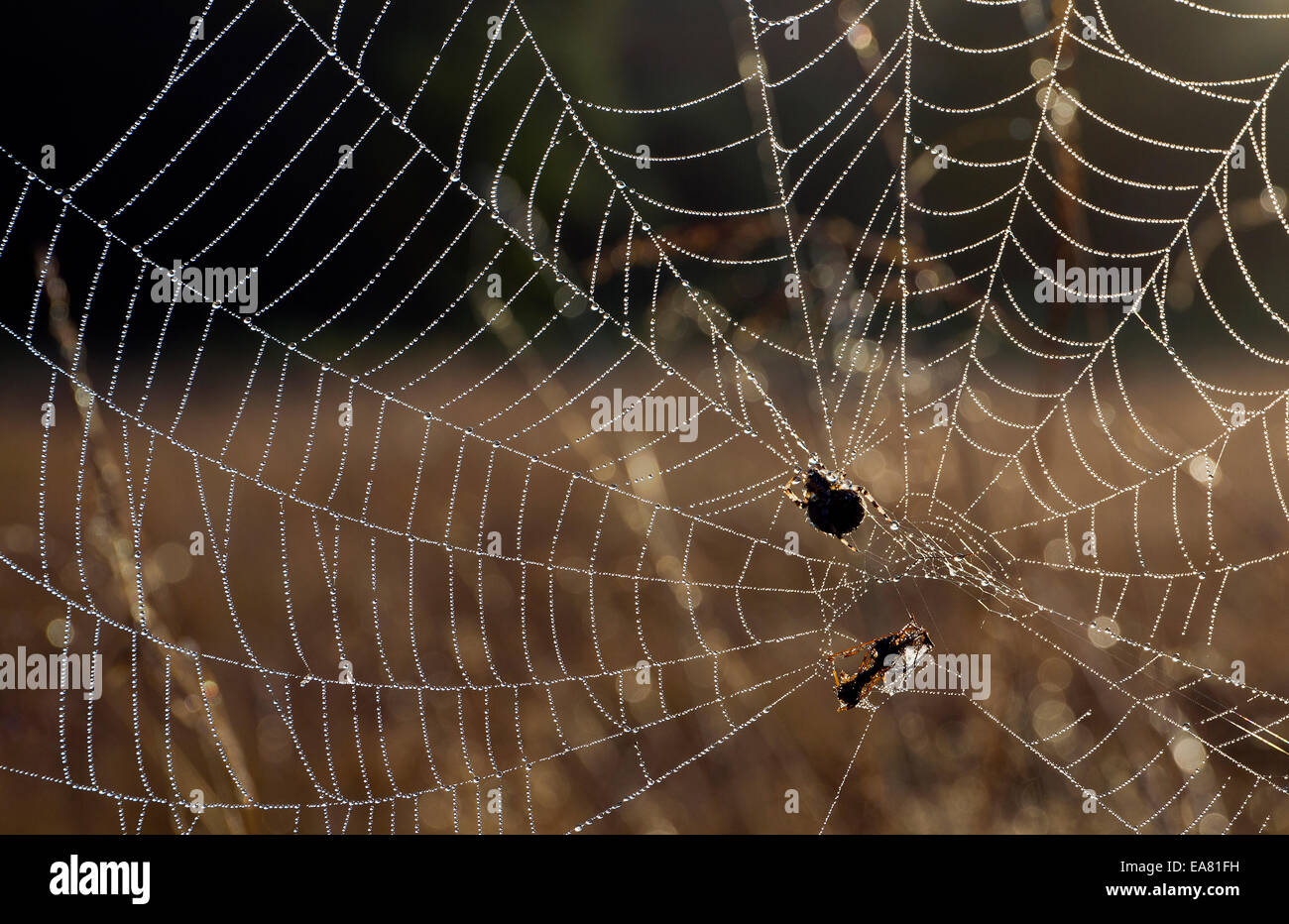 Spiders Web with Spider, prey on caught in web on Cannock Chase Stock ...