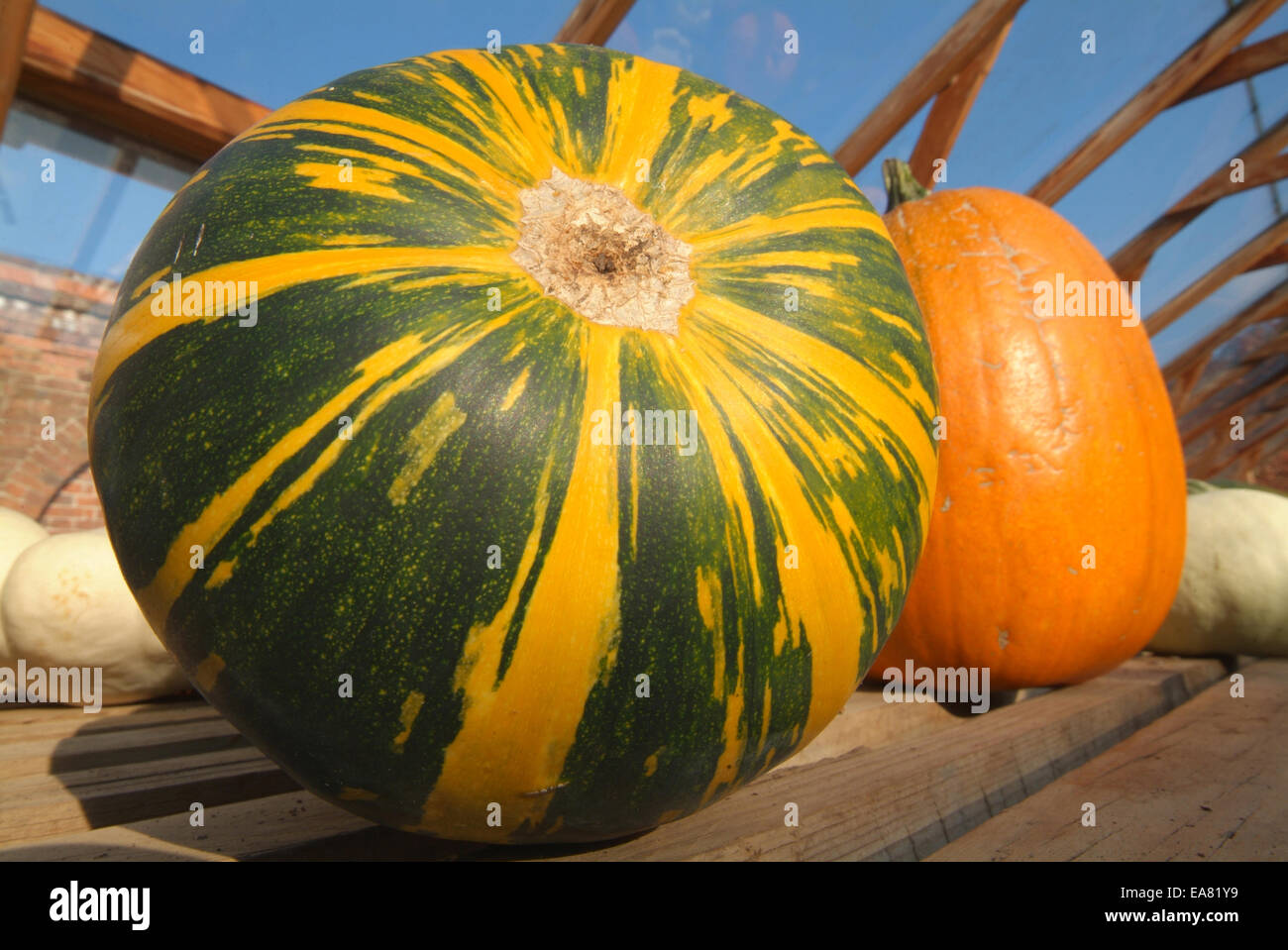 Close up of squashes and pumpkins on display in Autumn in greenhouse at ...