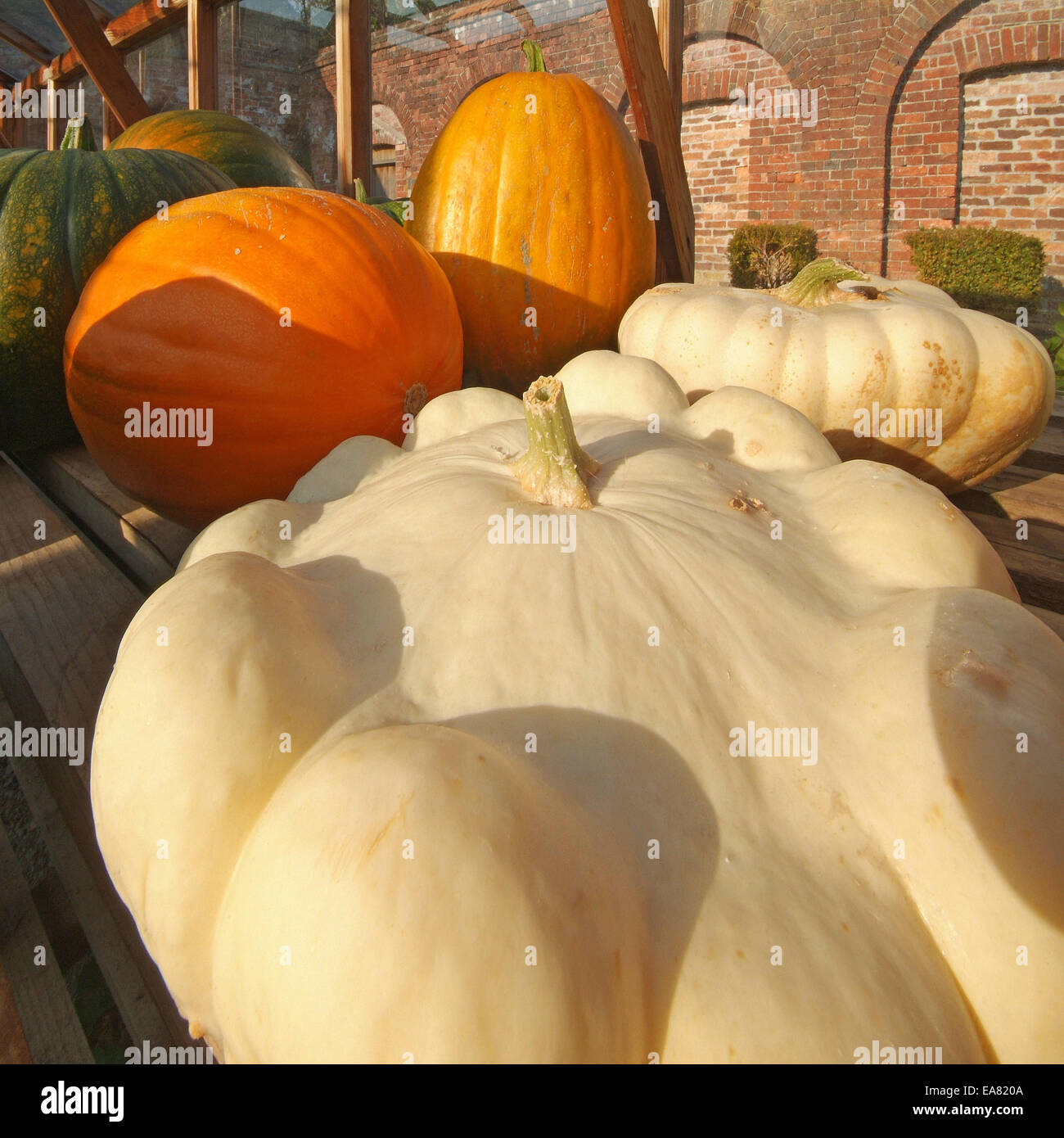 Close up of squashes and pumpkins on display in Autumn in greenhouse at ...