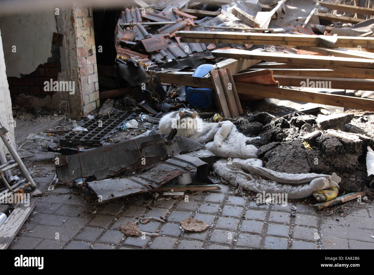 stray, wild, tom, cat within its territory Stock Photo - Alamy