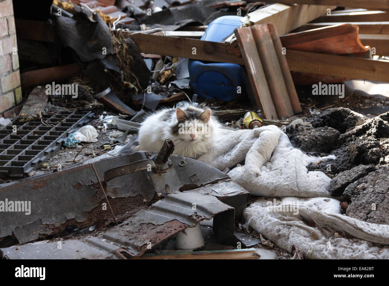 stray, wild, tom, cat within its territory Stock Photo - Alamy