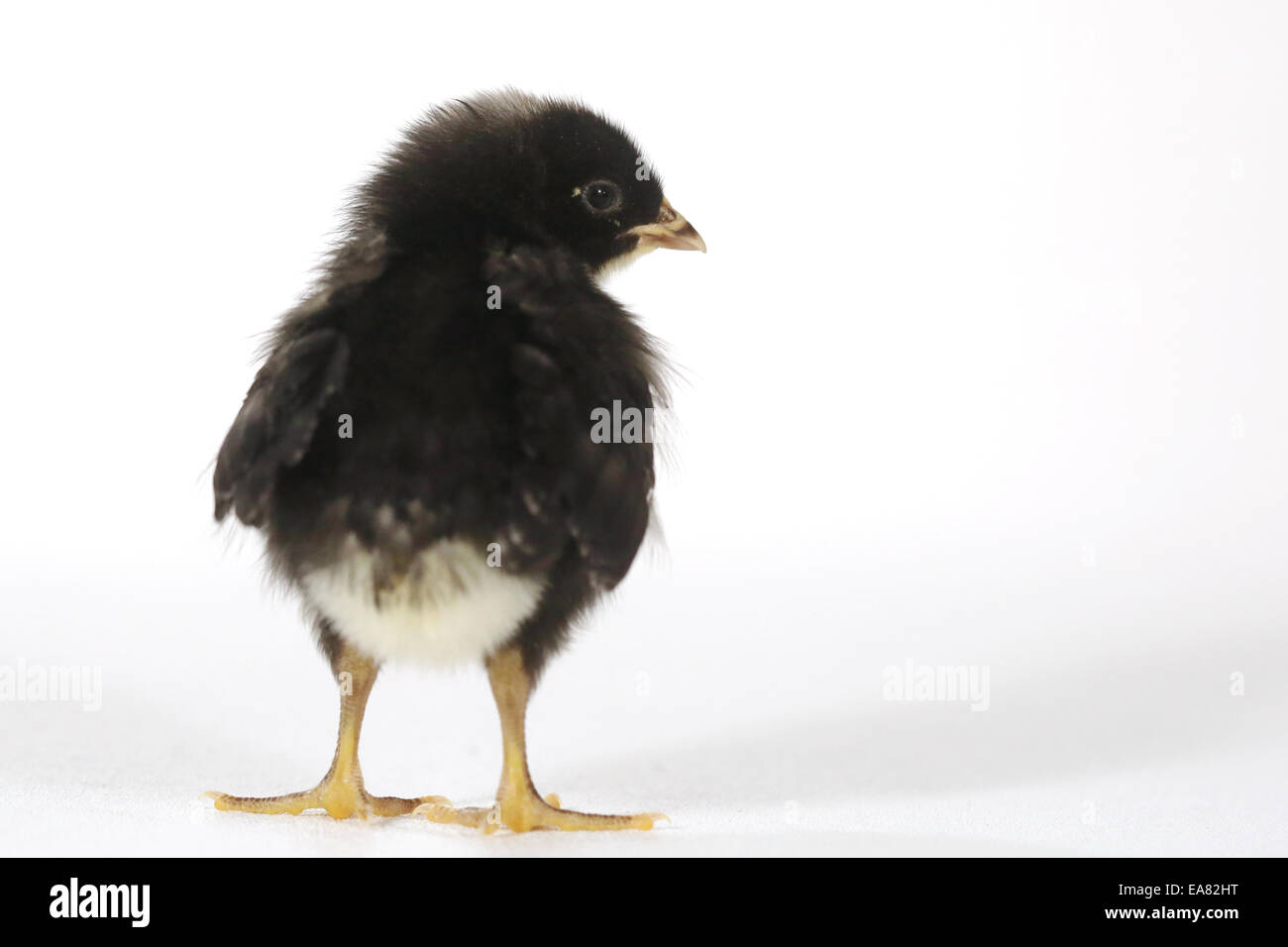 Cute Baby Chick Chicken on White Background Stock Photo - Alamy