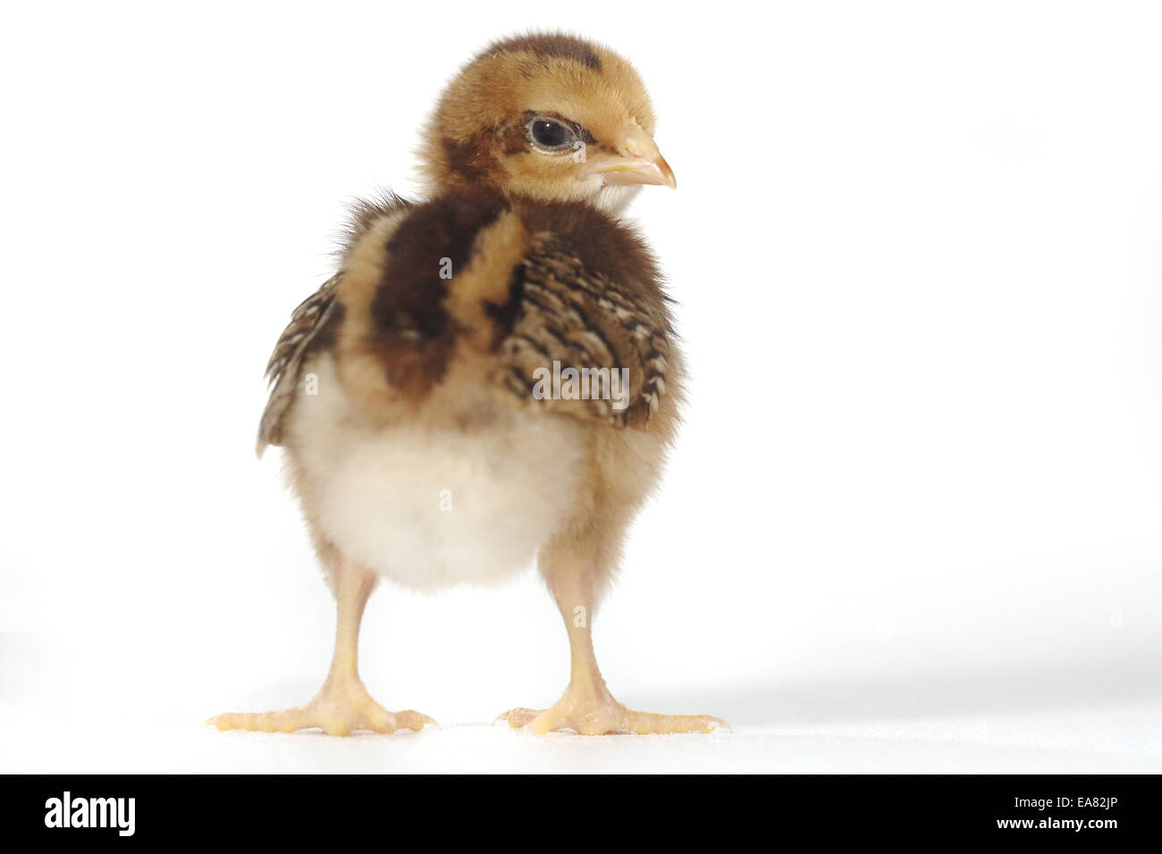 Cute Baby Chicken Wallpaper