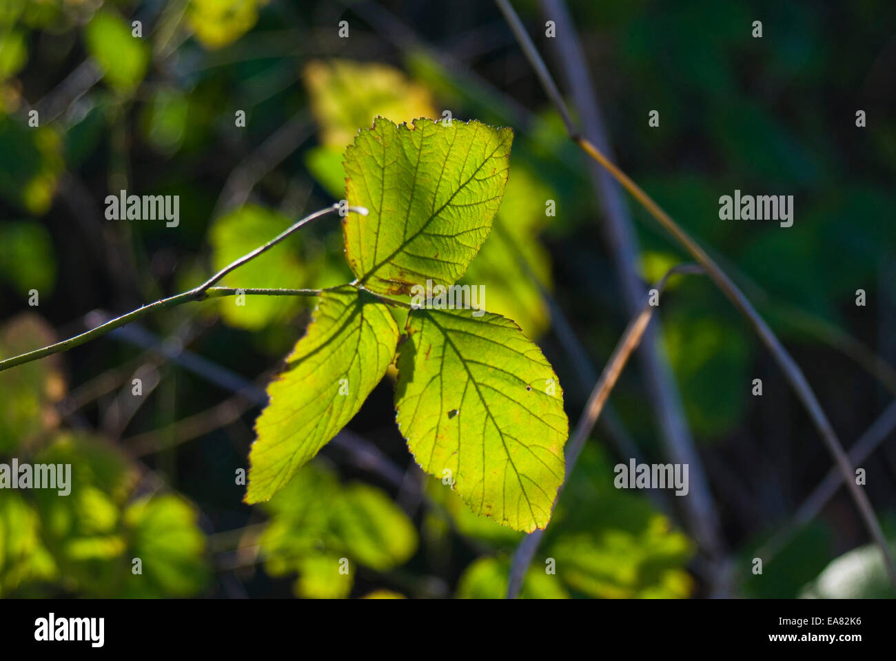 Autumn in suffolk uk hi-res stock photography and images - Alamy