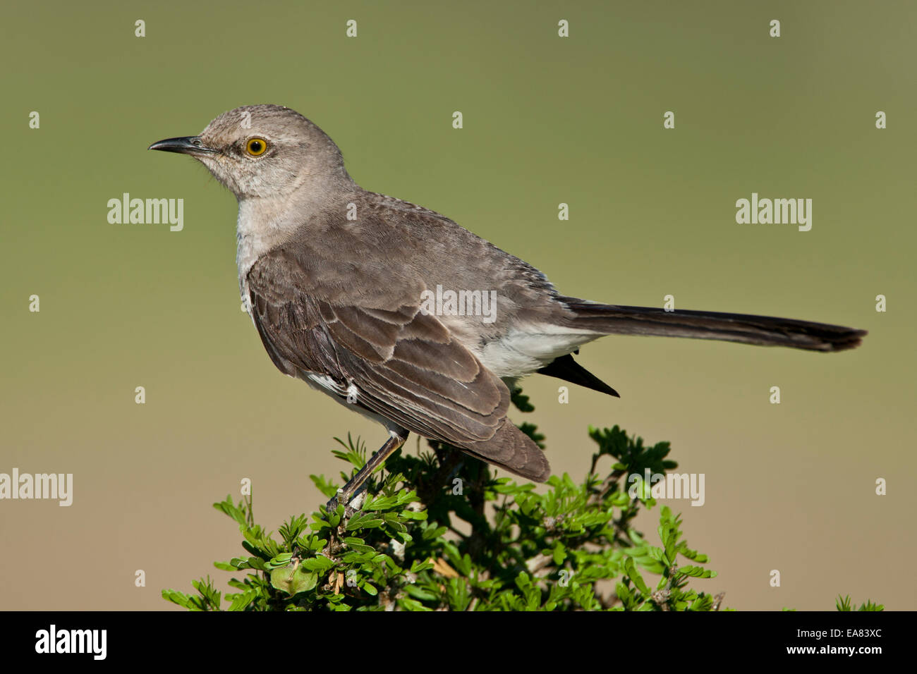 Mockingbird feeding hi-res stock photography and images - Alamy