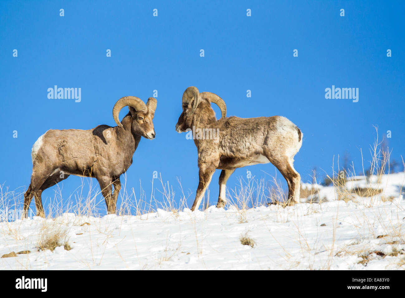 Bighorn rams dominance fight during the fall rut Stock Photo - Alamy