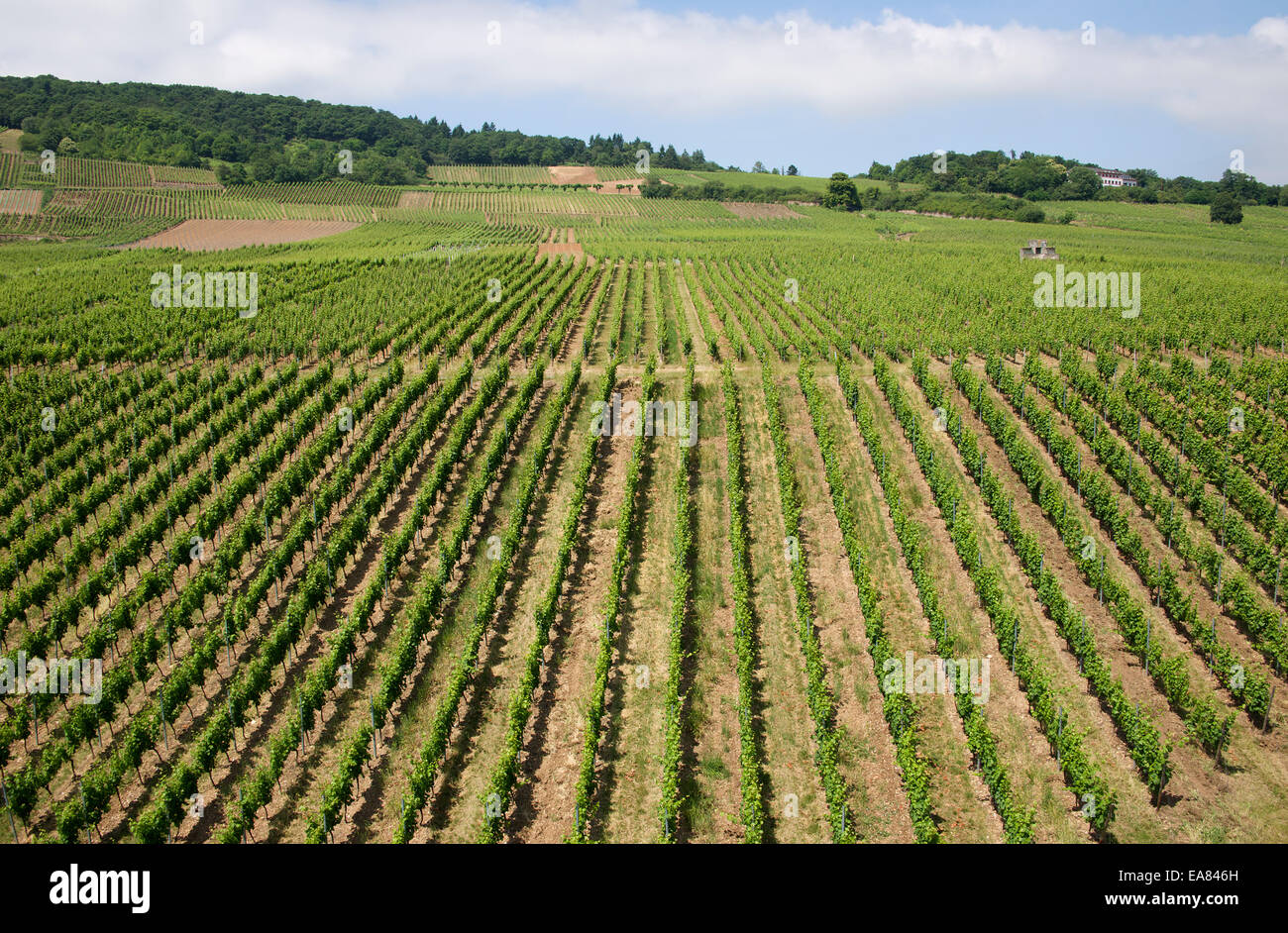 Aerial view vineyards hi-res stock photography and images - Alamy