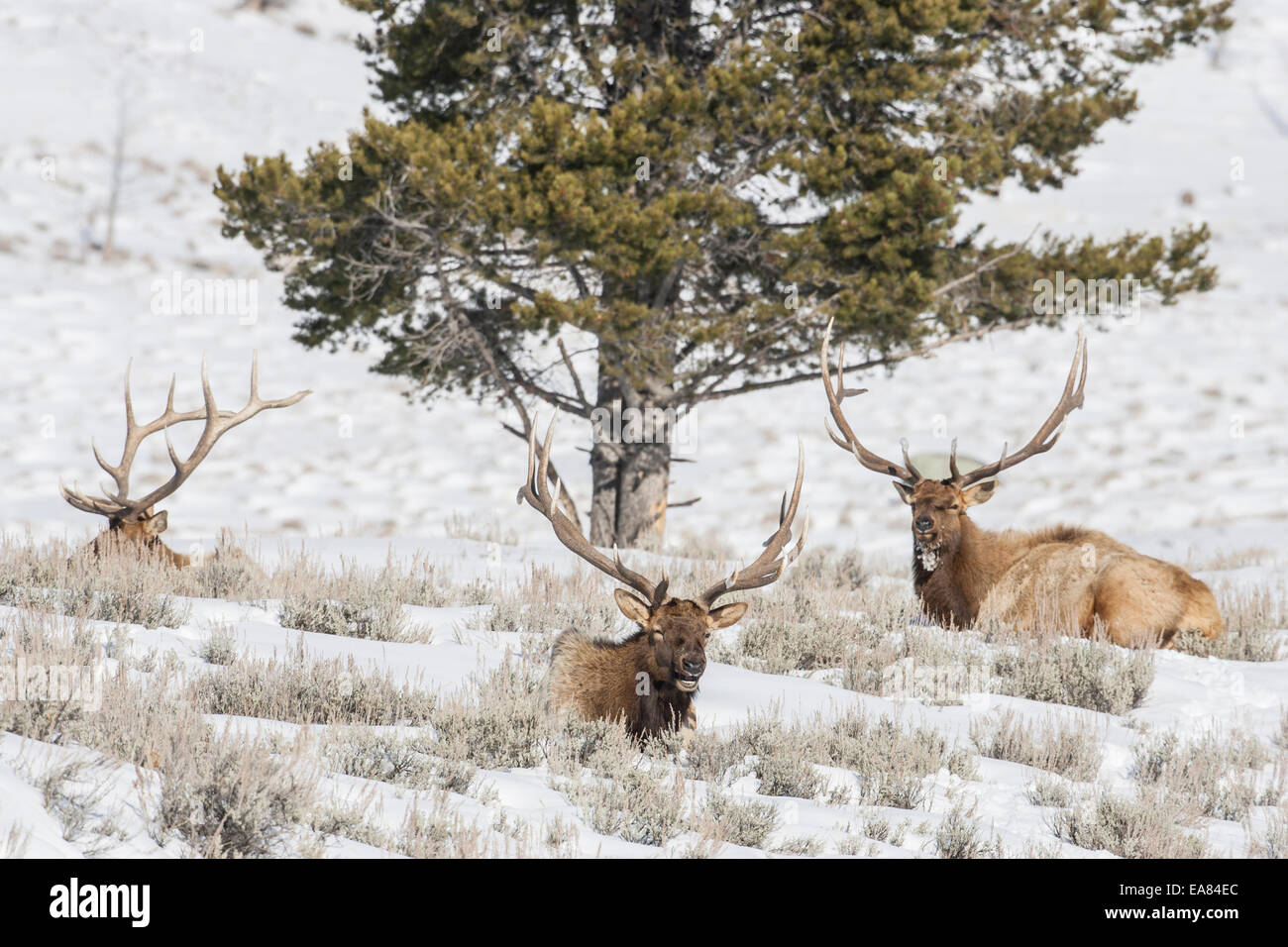 Bull elk on winter range in Wyoming Stock Photo - Alamy