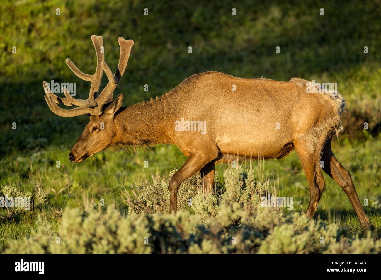 Bull elk with antlers in velvet during the summer Stock Photo - Alamy
