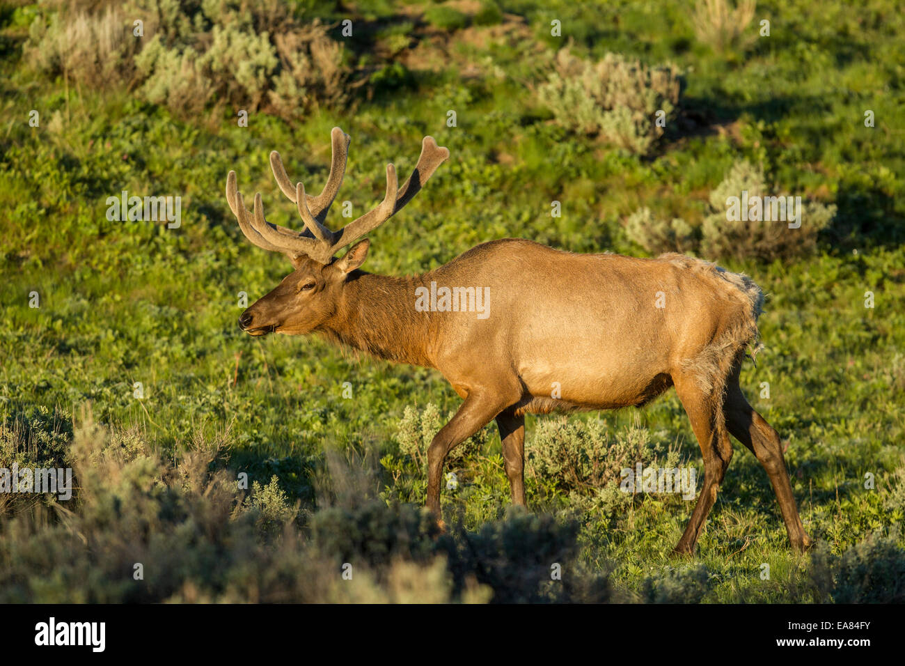 Bull elk with antlers in velvet during the summer Stock Photo - Alamy