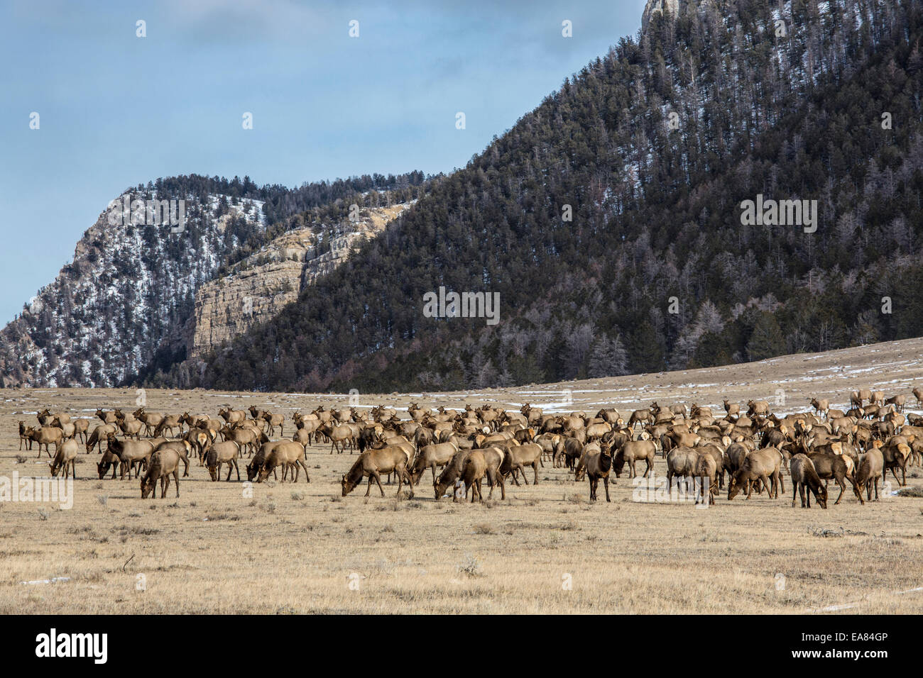 Elk large animal hi-res stock photography and images - Alamy