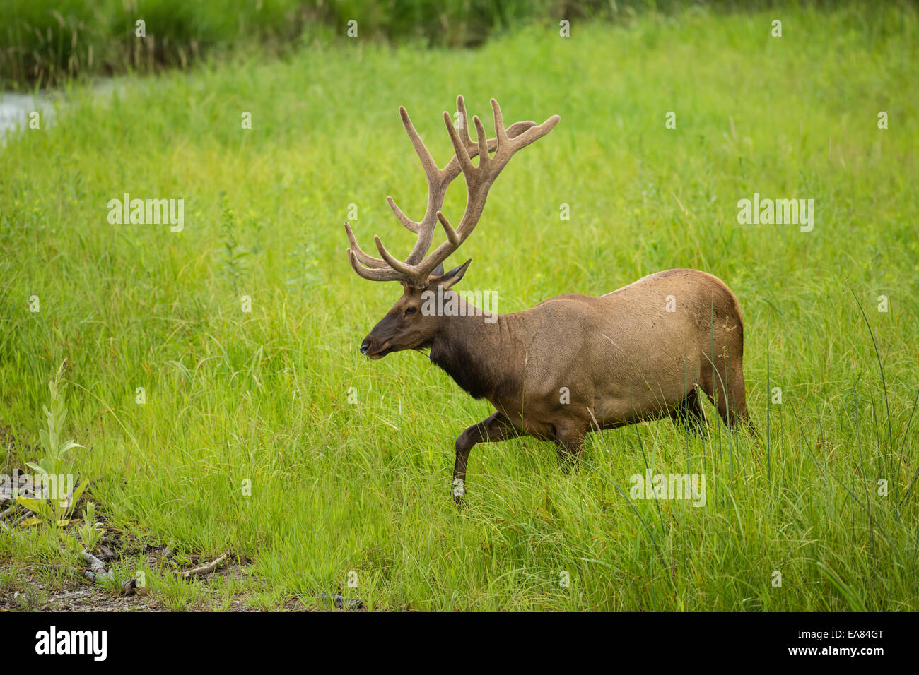 Bull elk with antlers hi-res stock photography and images - Alamy
