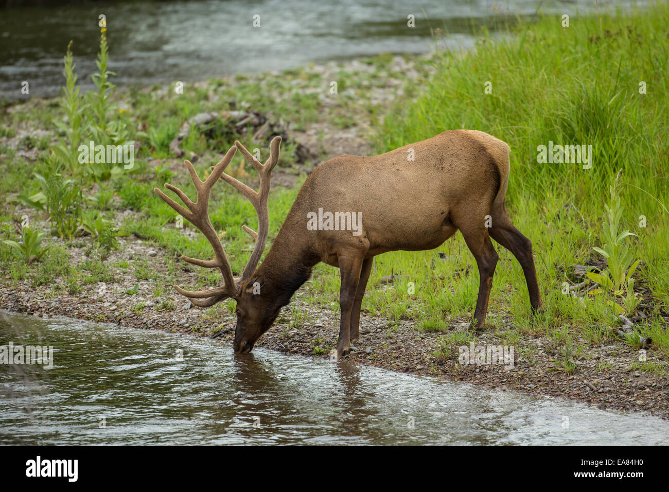 Bull elk with antlers in velvet during the summer drinking from stream ...