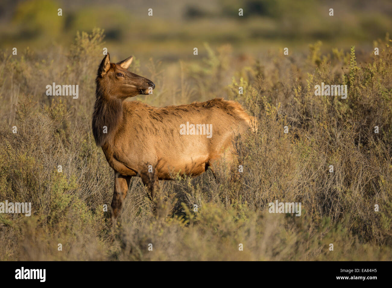 Female elk cow hi-res stock photography and images - Alamy