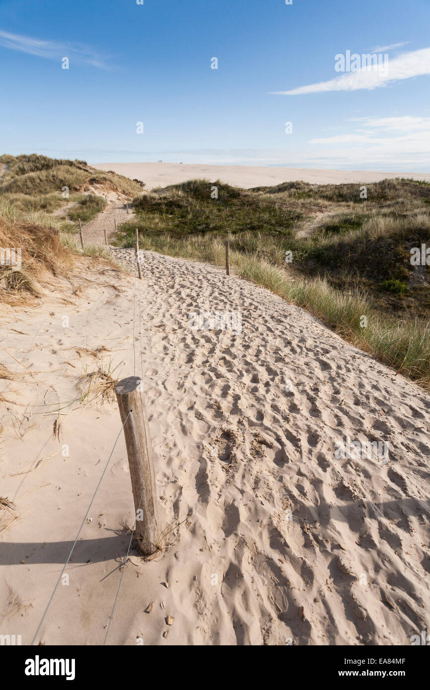 Sandy Dune Path. A well traveled path through the dunes to the great ...