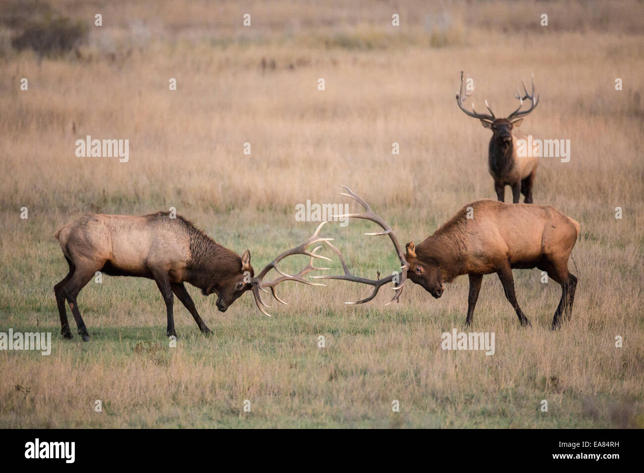 Elk fighting hi-res stock photography and images - Alamy