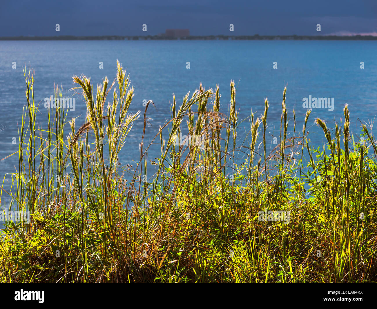 Spikes hi-res stock photography and images - Alamy