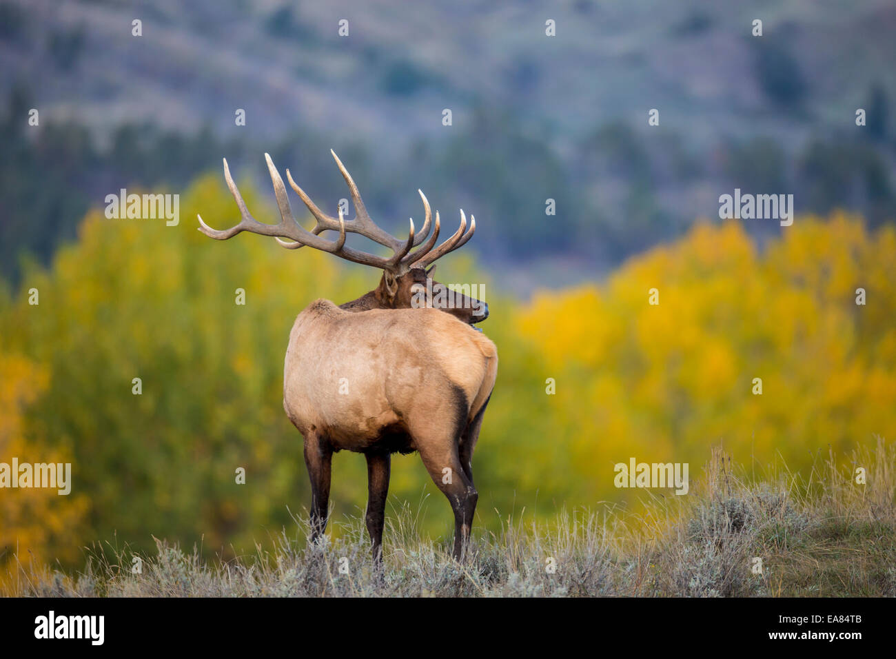Bull elk bugle hi-res stock photography and images - Alamy