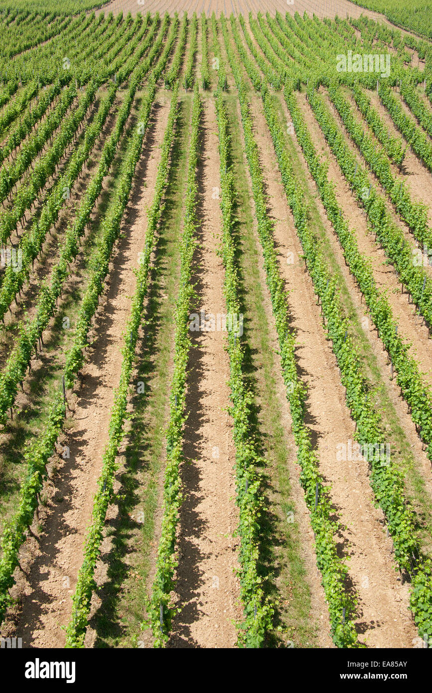 Aerial view vineyards hi-res stock photography and images - Alamy