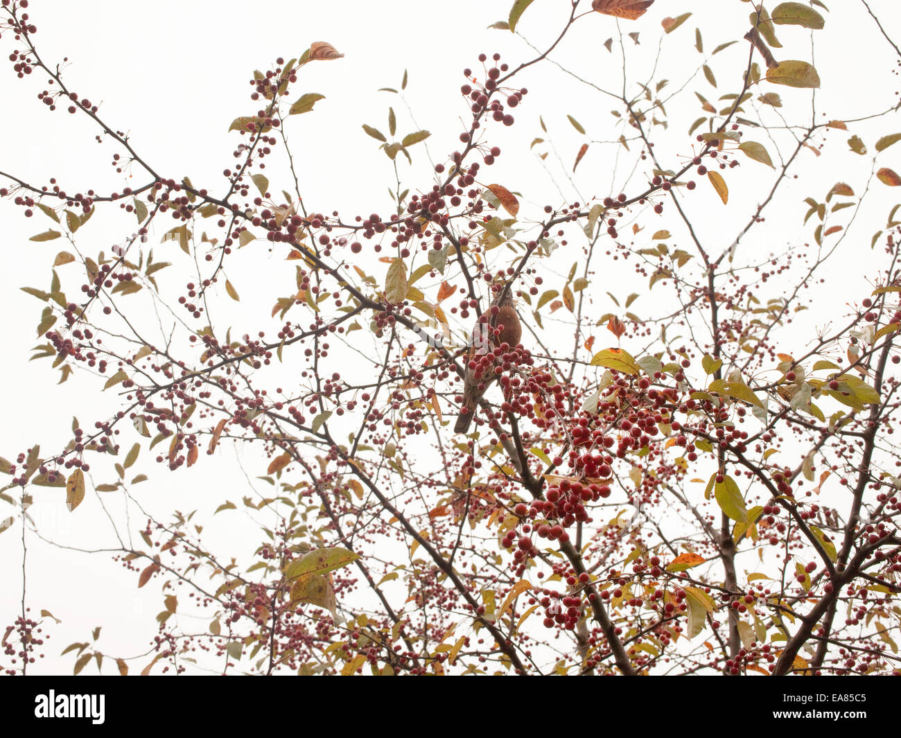 Robin and berries in fall tree Stock Photo - Alamy