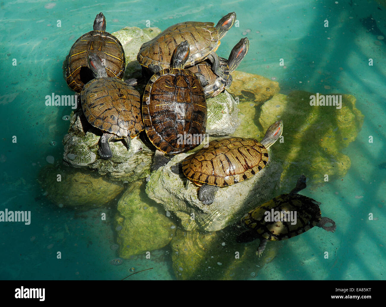 Painted face turtles hi-res stock photography and images - Alamy