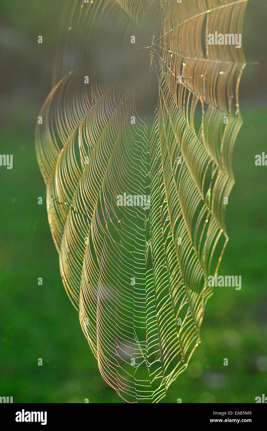 Spider Web in the Forest Stock Photo - Alamy