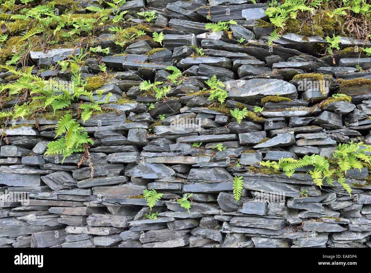 Typical wall in village built from shiste stones with small ferns ...