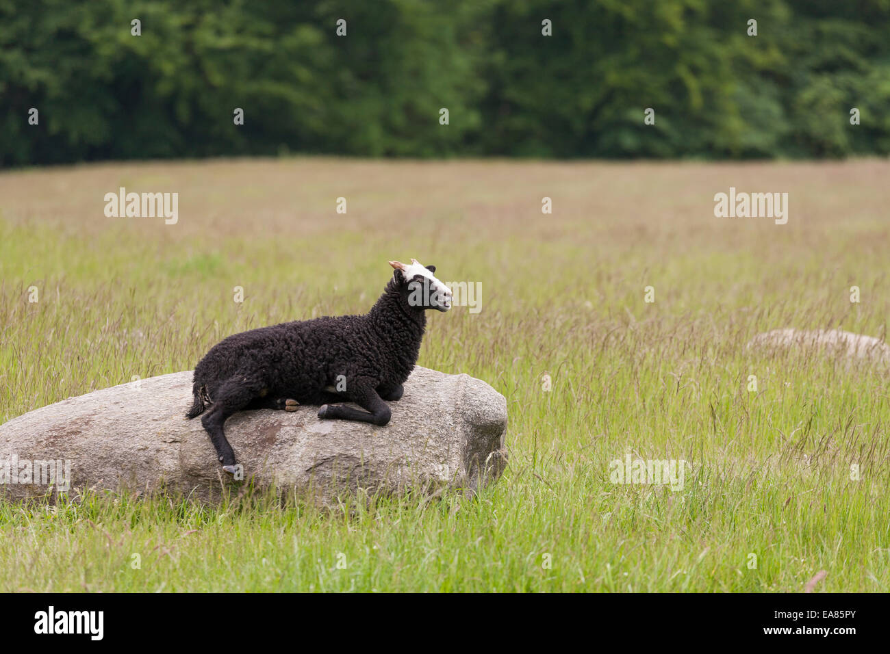 Rock of Lamb in a Pasture. A young sheep warms up on a warm rock in the ...