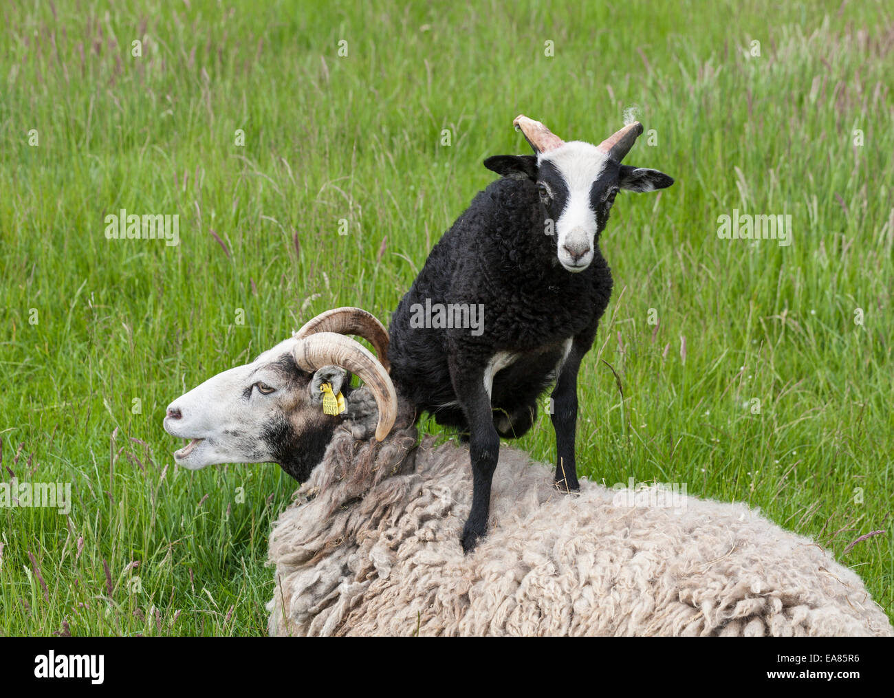 Brown sheep bleating hi-res stock photography and images - Alamy