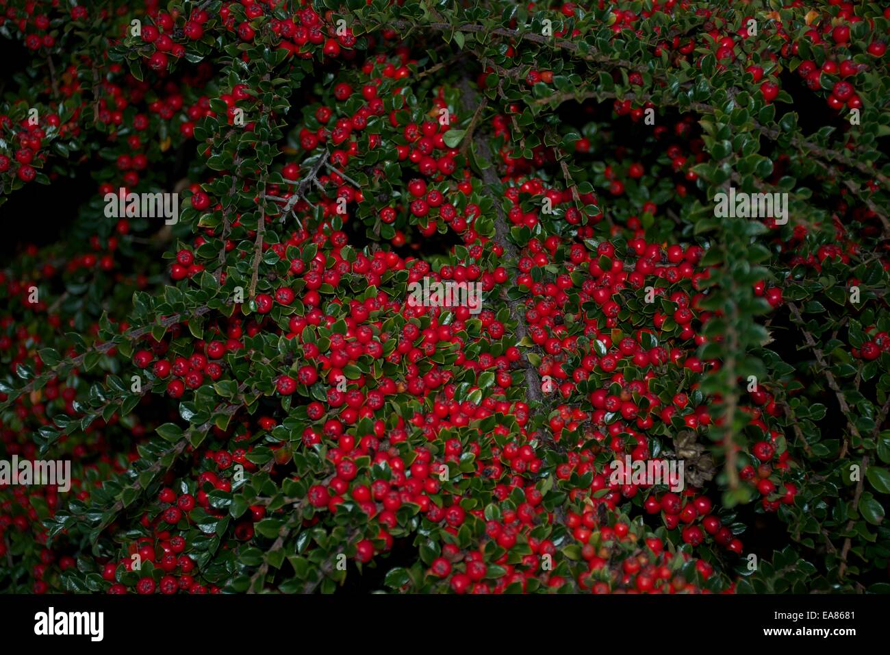 Red berries growing hi-res stock photography and images - Alamy