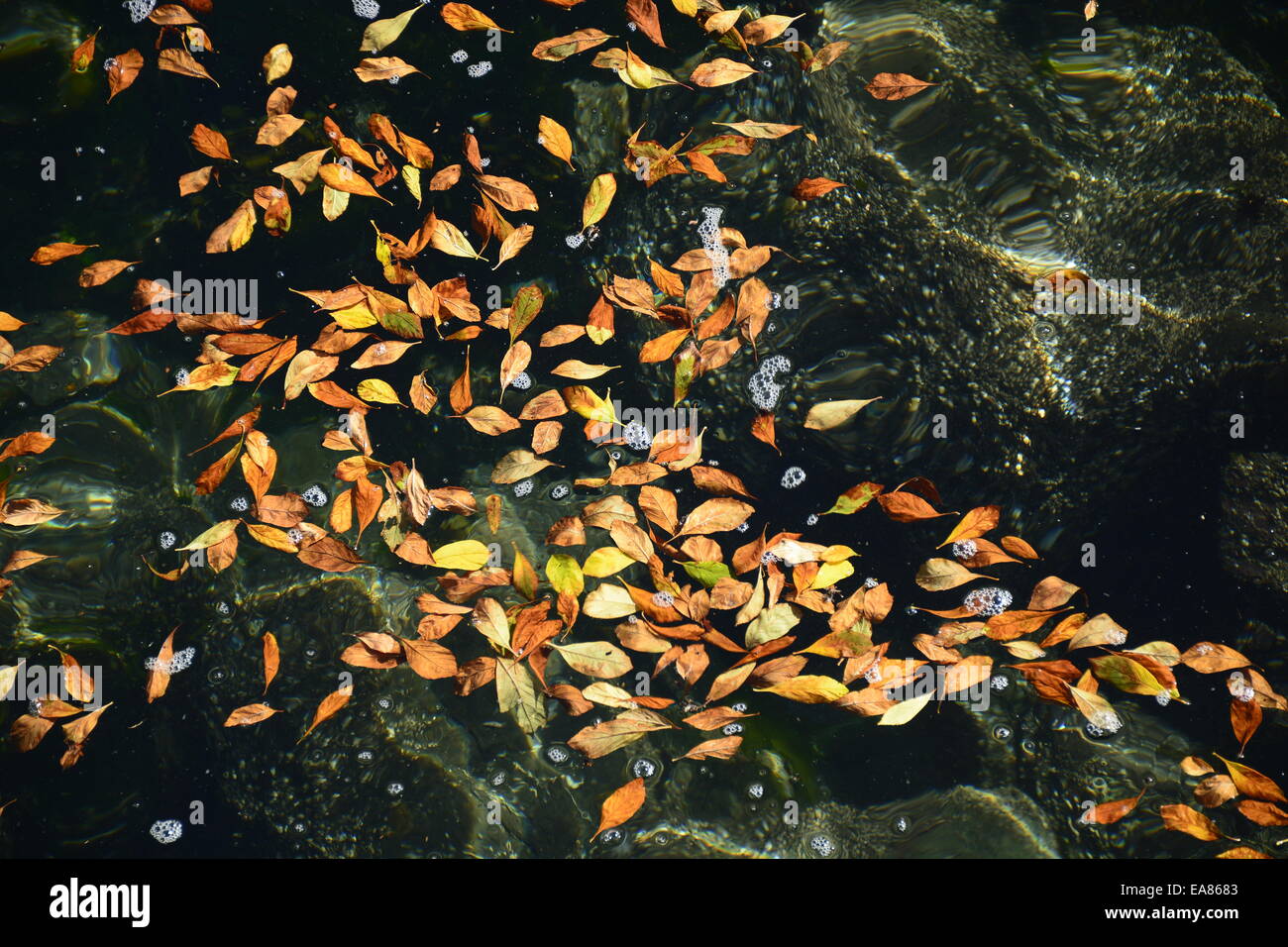 Leaves floating on water Stock Photo - Alamy