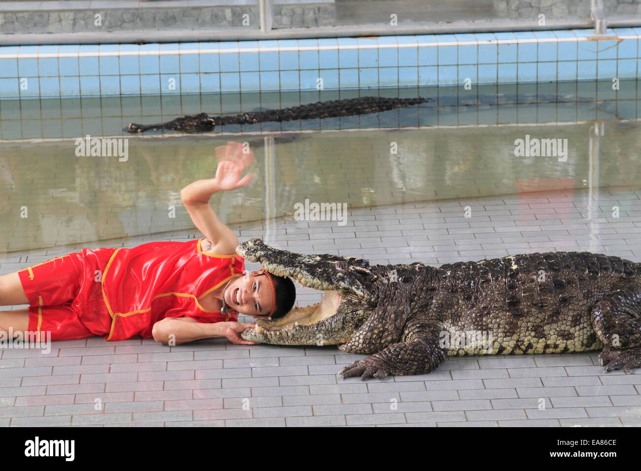 Crocodile man performing with Crocodiles. Thailand Stock Photo - Alamy