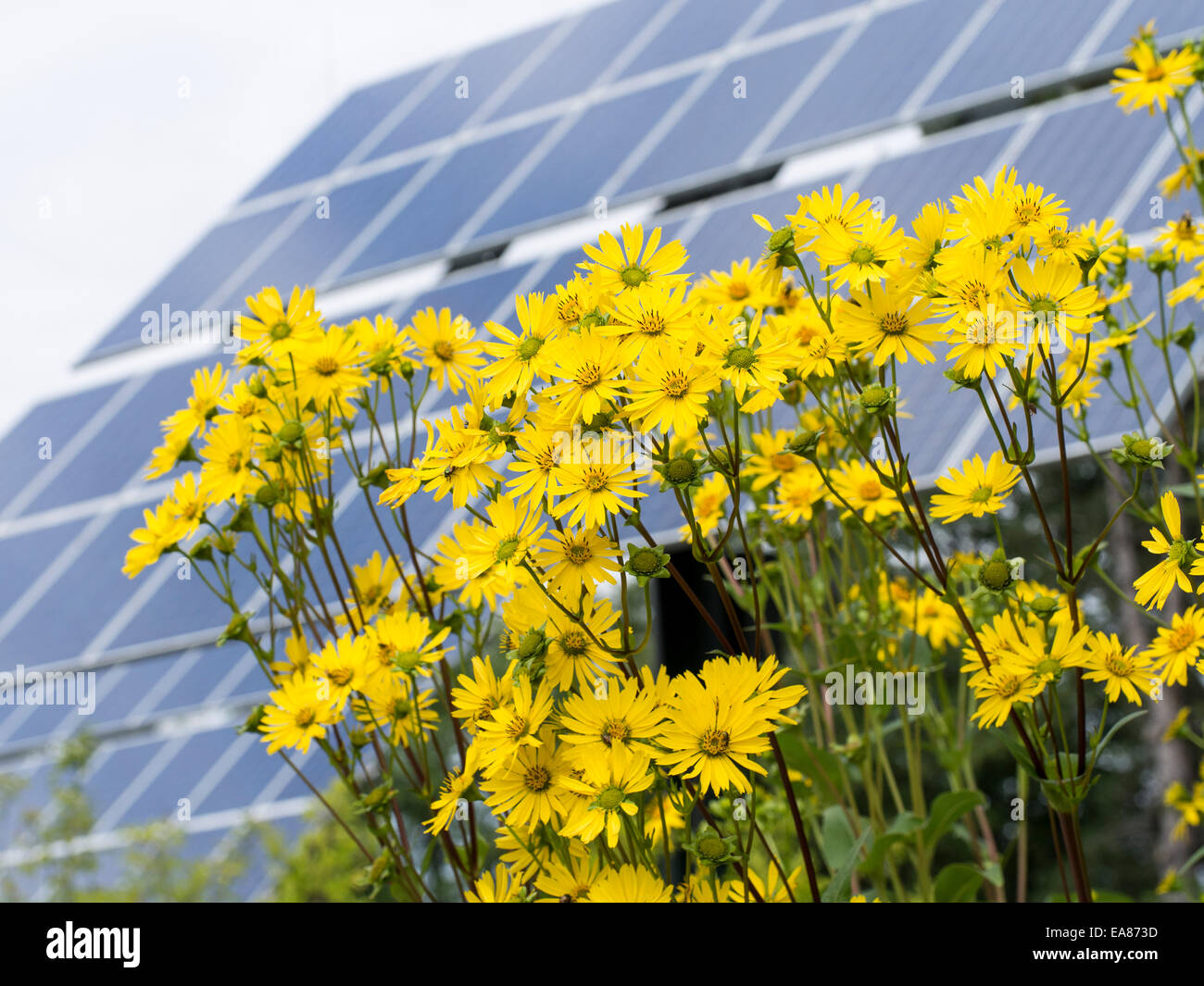 Daisies and Photovoltaic arrays. A cluster of daisies partially hide ...