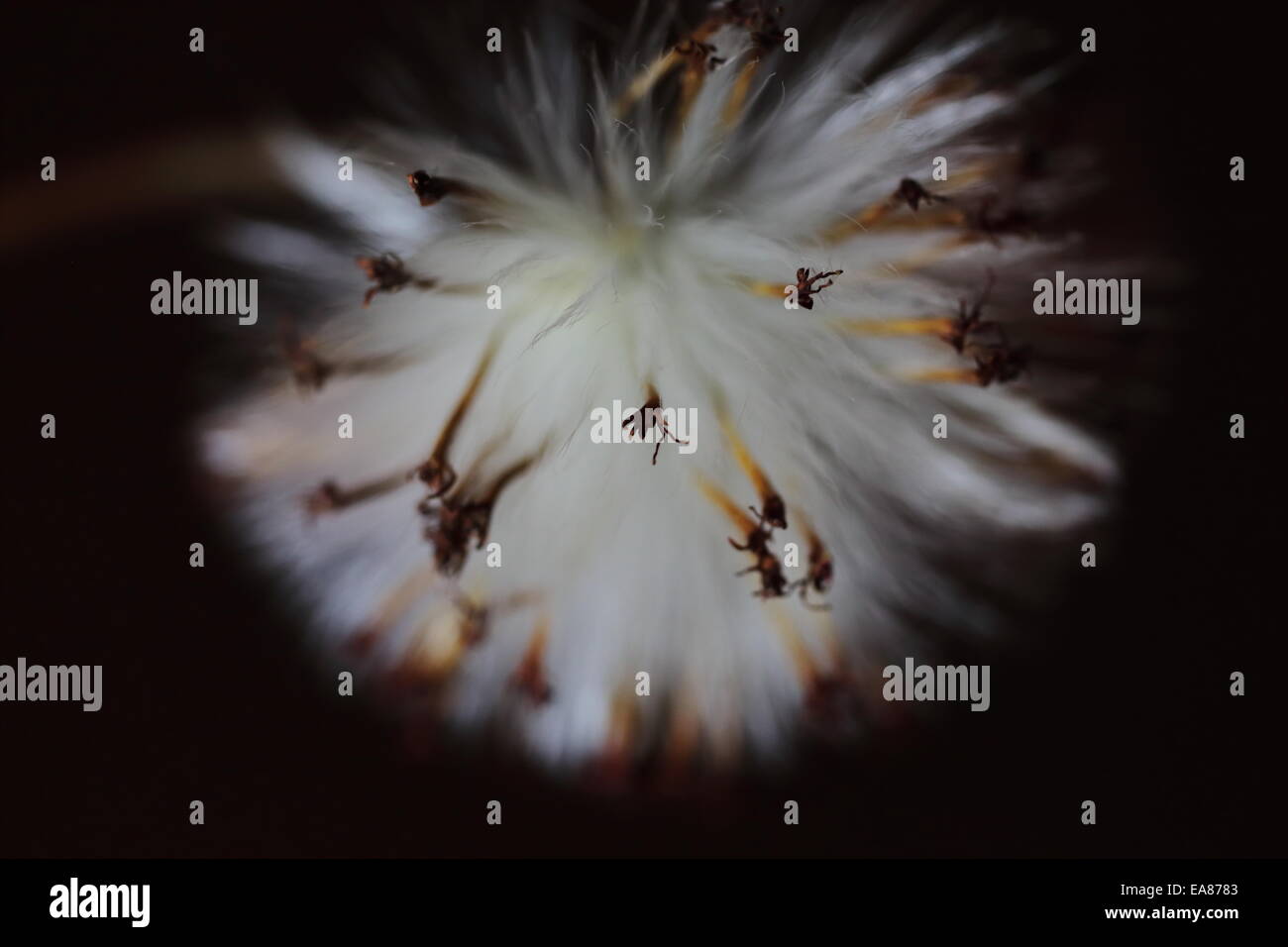 Dead flower of senecio stapeliiformis, a South African succulent ...