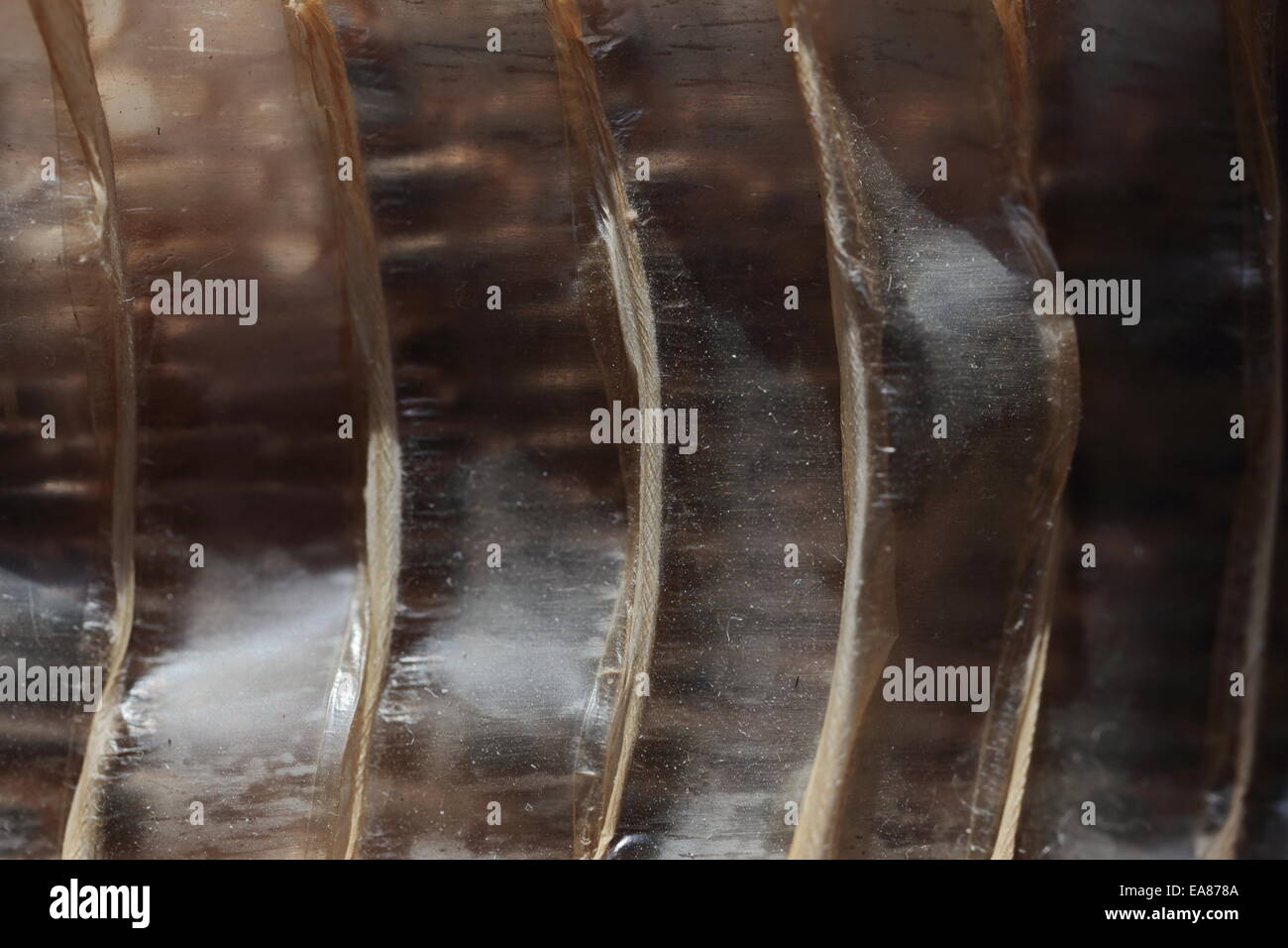Close up view of the bottom of the sloughed skin of a cape cobra snake ...