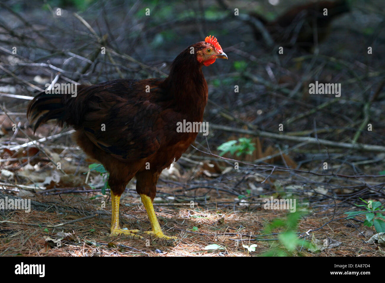 Rhode Island Red Hen Stock Photo - Alamy