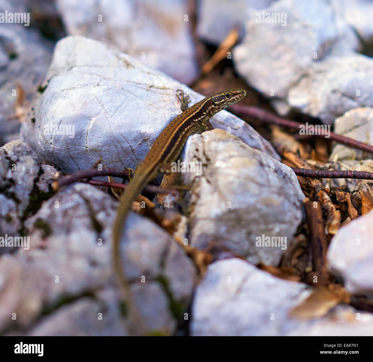 Closeup of a little brown lizard on the rocks outdoor Stock Photo - Alamy