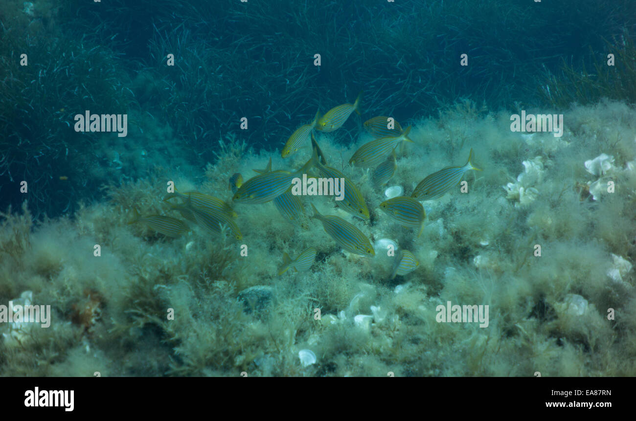 A school of cow bream, Sarpa salpa, a very common species in the ...