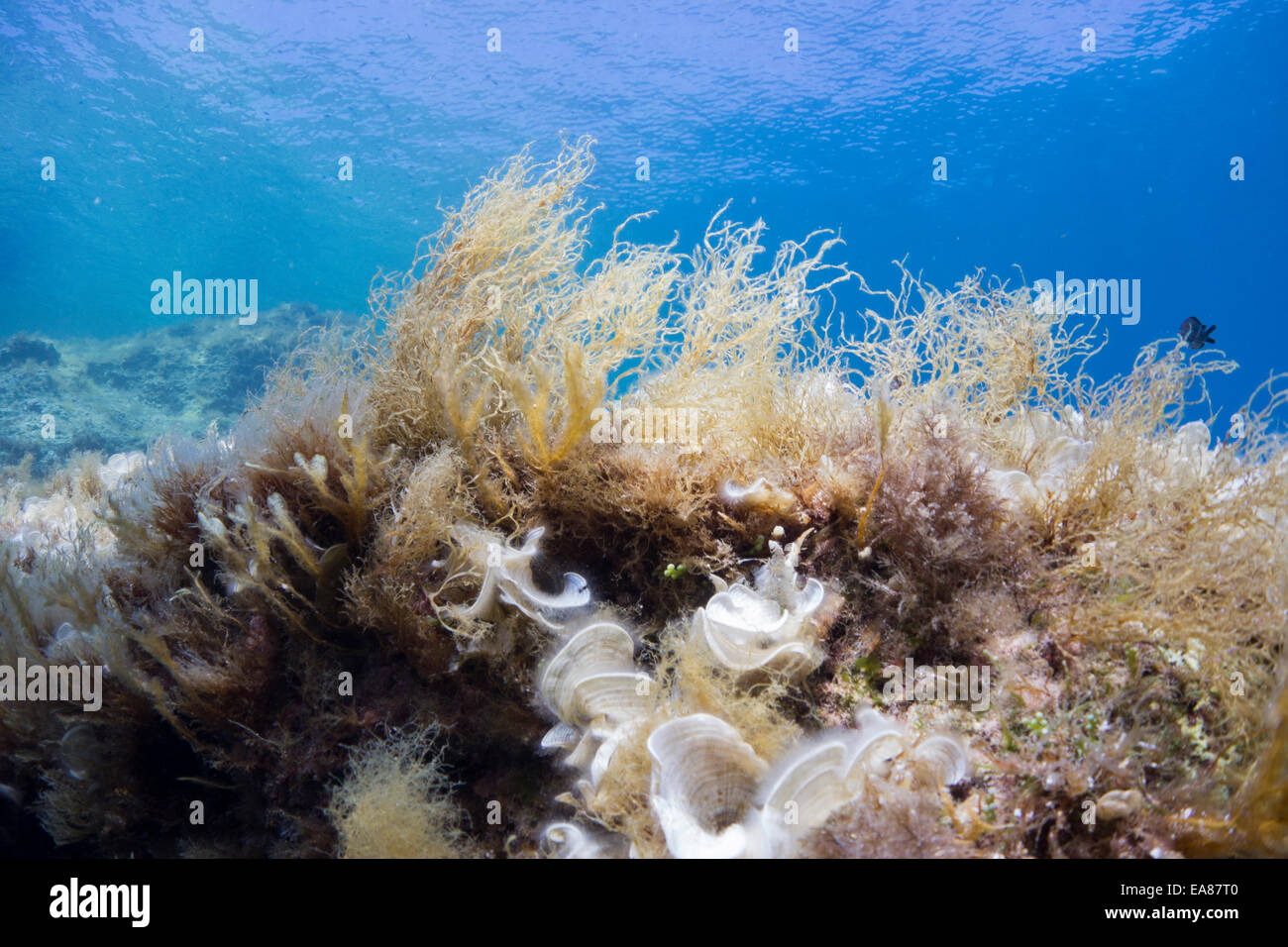 Field underwater hi-res stock photography and images - Alamy