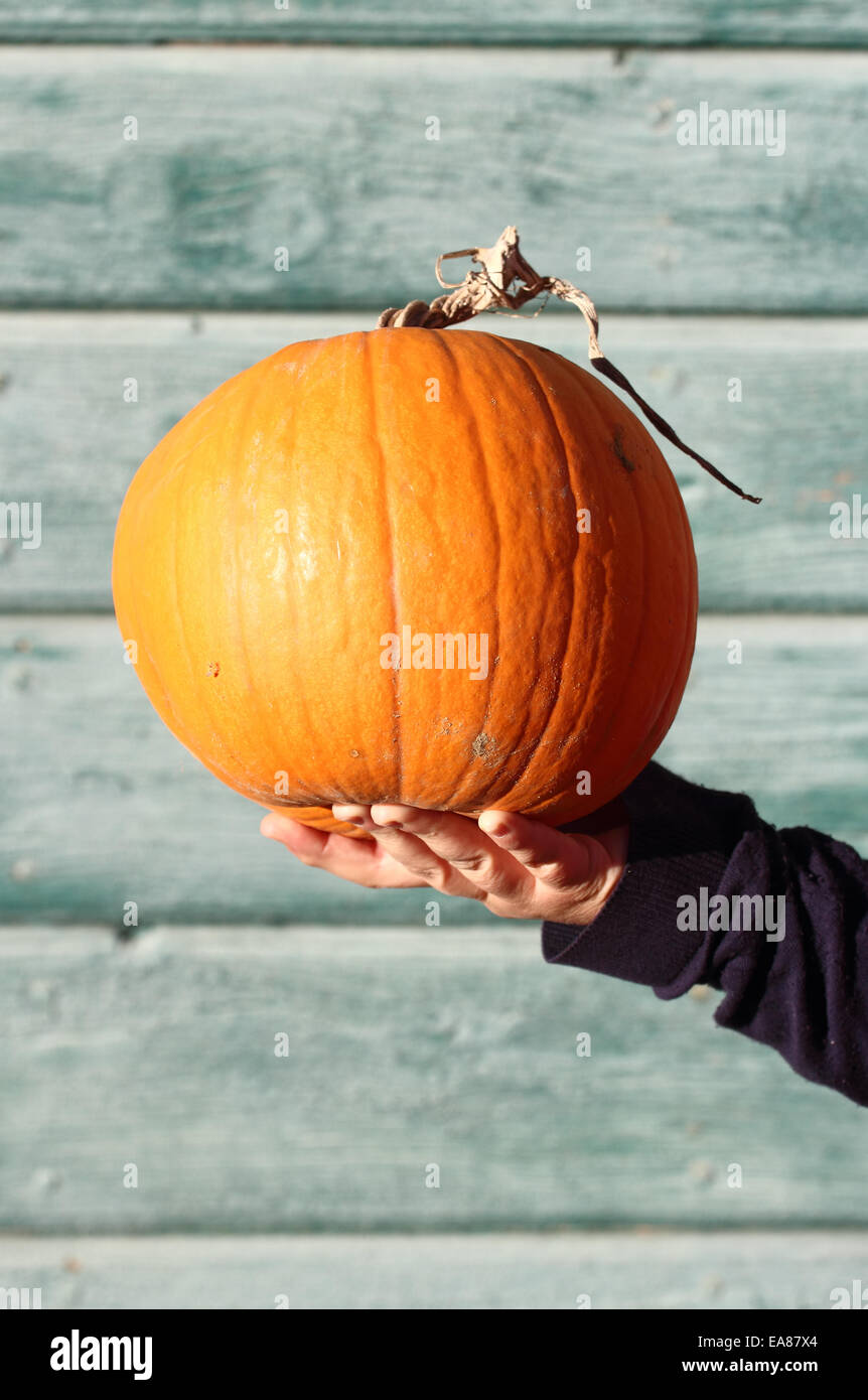 female hand holding a big pumpkin Stock Photo - Alamy