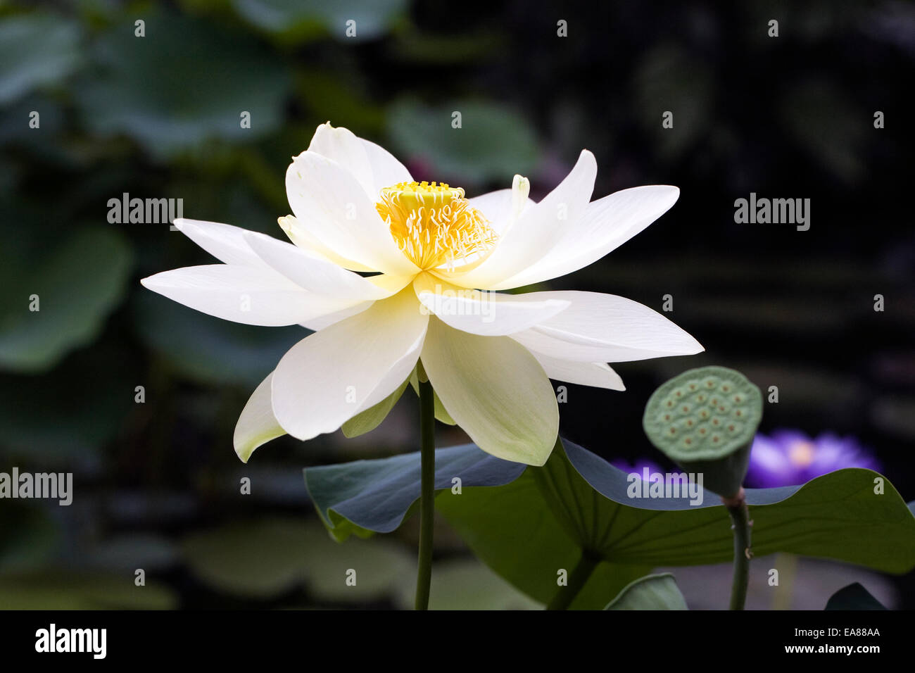 Nelumbo nucifera. Lotus flower on an ornamental pond Stock Photo - Alamy