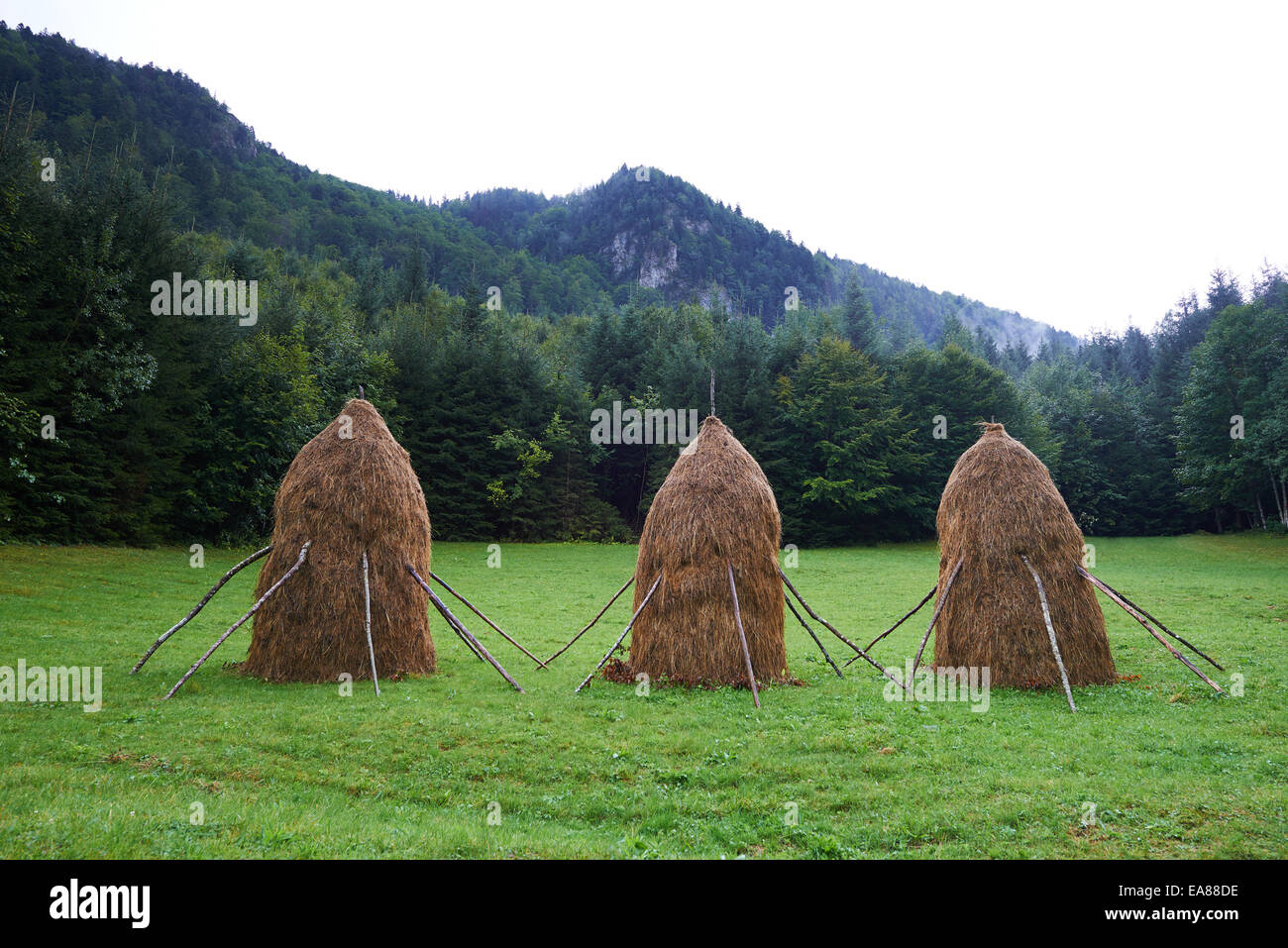 Hay stacks on a meadow near the forest in the countryside Stock Photo ...