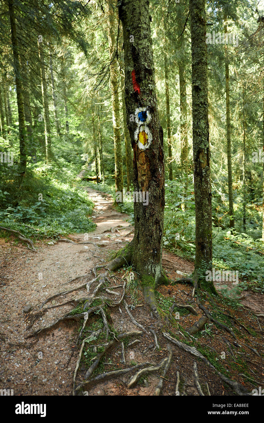 Hiking trail in a pine forest with a route mark on tree Stock Photo - Alamy