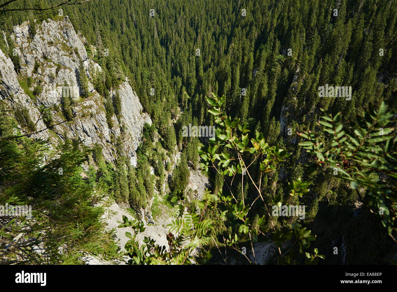 Steep cliff on a mountain with pine trees Stock Photo - Alamy