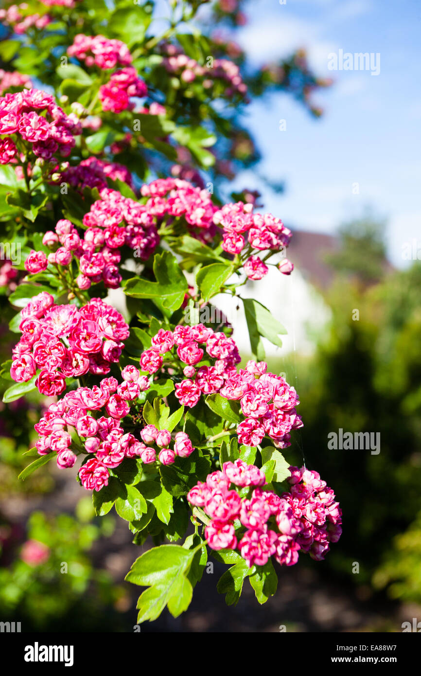 Double pink hawthorn hi-res stock photography and images - Alamy