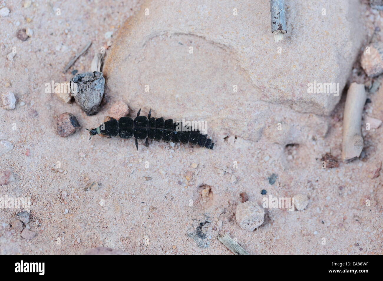 Insect with long legs hi-res stock photography and images - Alamy