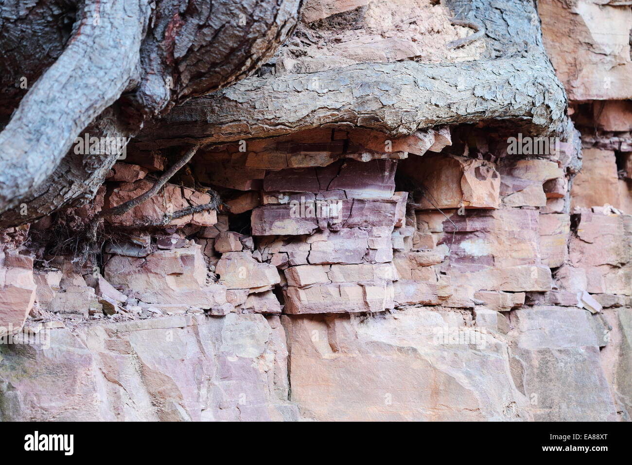 Tree roots crack hi-res stock photography and images - Alamy